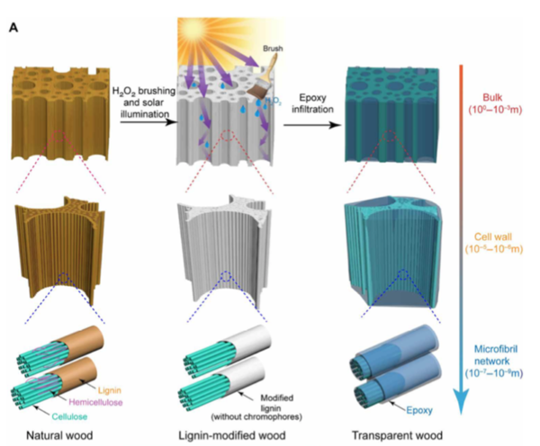 > Transparent wood, a new sustainable material | ARCHIVIBE